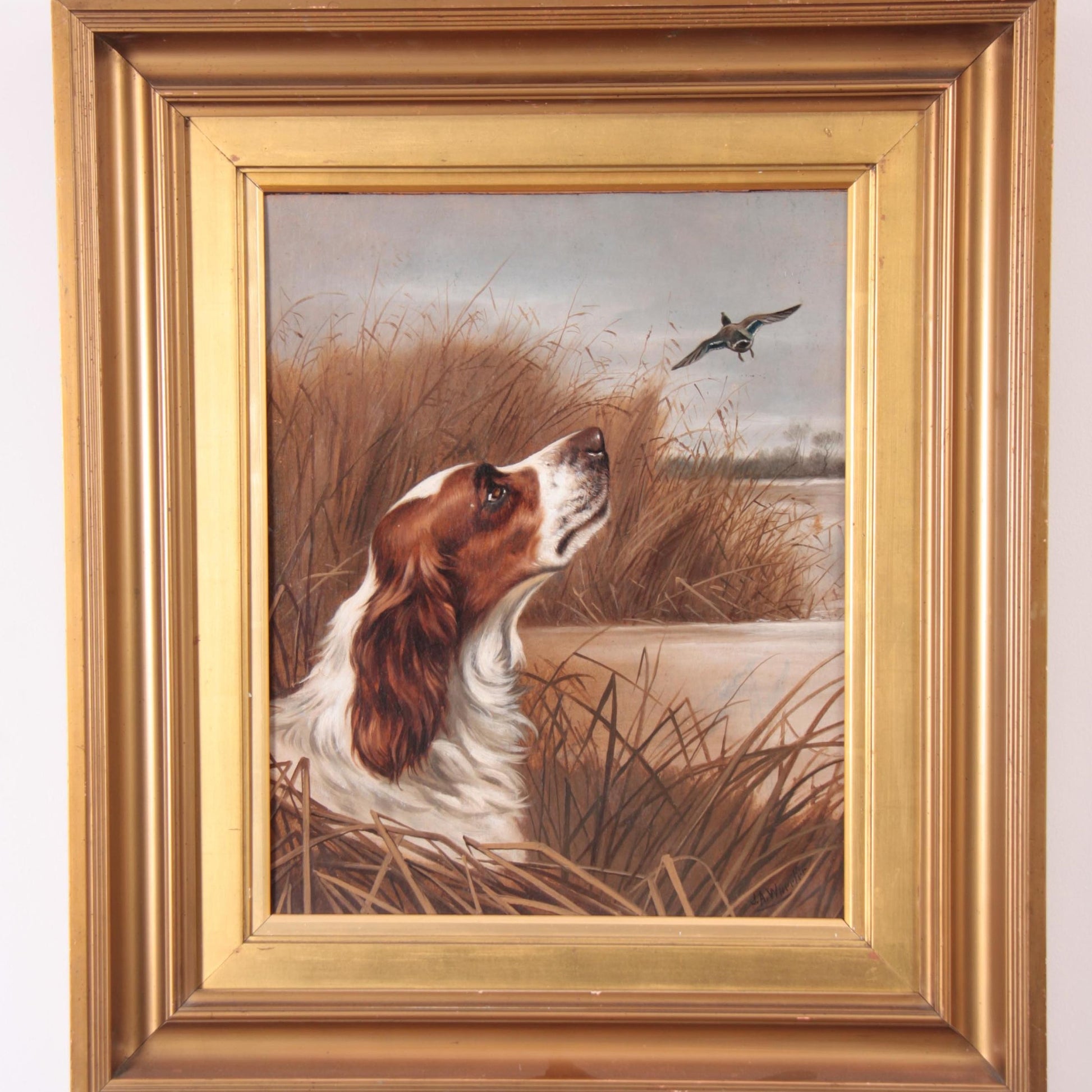 English Springer Spaniel Duck Hunting